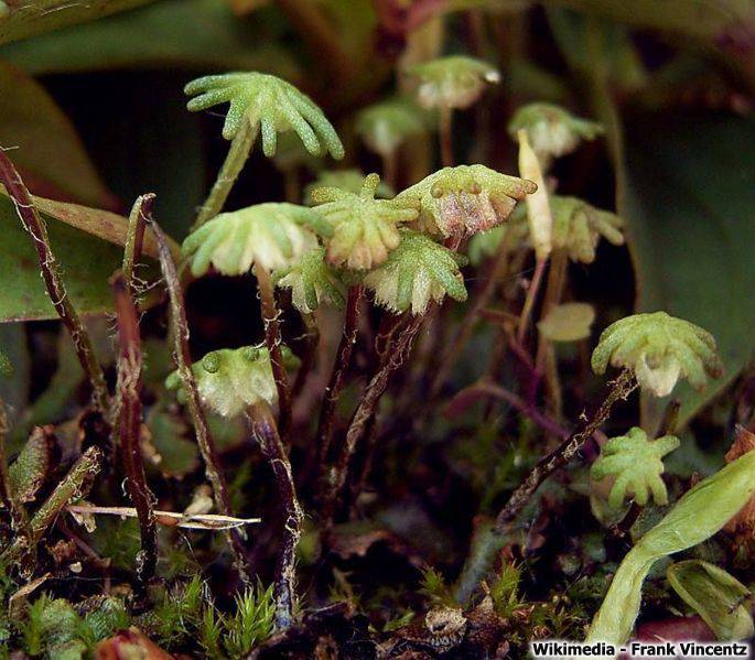 Marchantia polymorpha subsp. montivagans Bischl. & Boissel.-Dub ...