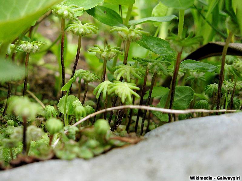 Marchantia polymorpha subsp. montivagans Bischl. & Boissel.-Dub ...