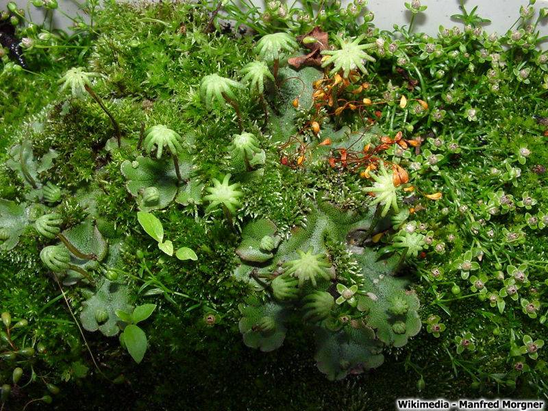 Marchantia polymorpha subsp. montivagans Bischl. & Boissel.-Dub ...