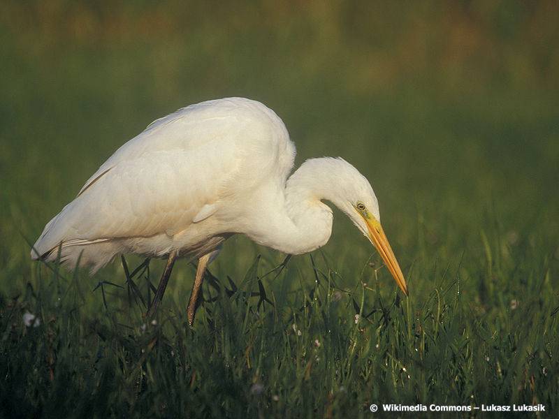Ardea alba alba Linnaeus, 1758 | Azorean Biodiversity Portal
