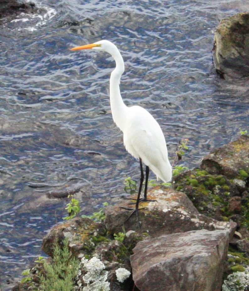Ardea alba alba Linnaeus, 1758 | Azorean Biodiversity Portal