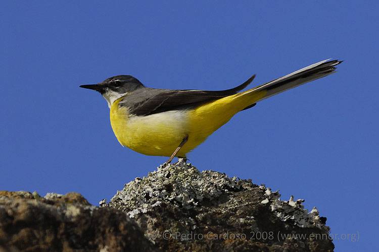 Motacilla cinerea patriciae Vaurie, 1957 | Azorean Biodiversity Portal