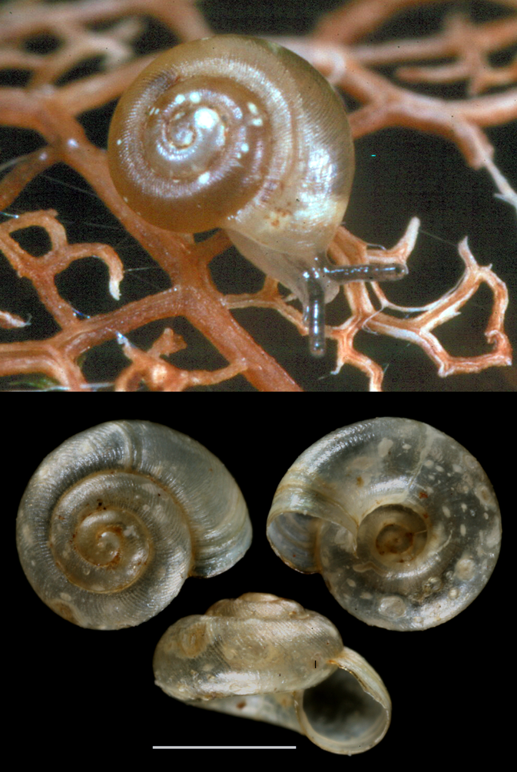 Striatura milium (Morse, 1859) | Azorean Biodiversity Portal