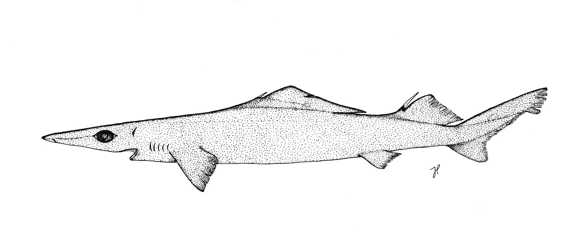 Deania calcea (Lowe, 1839) | Azorean Biodiversity Portal