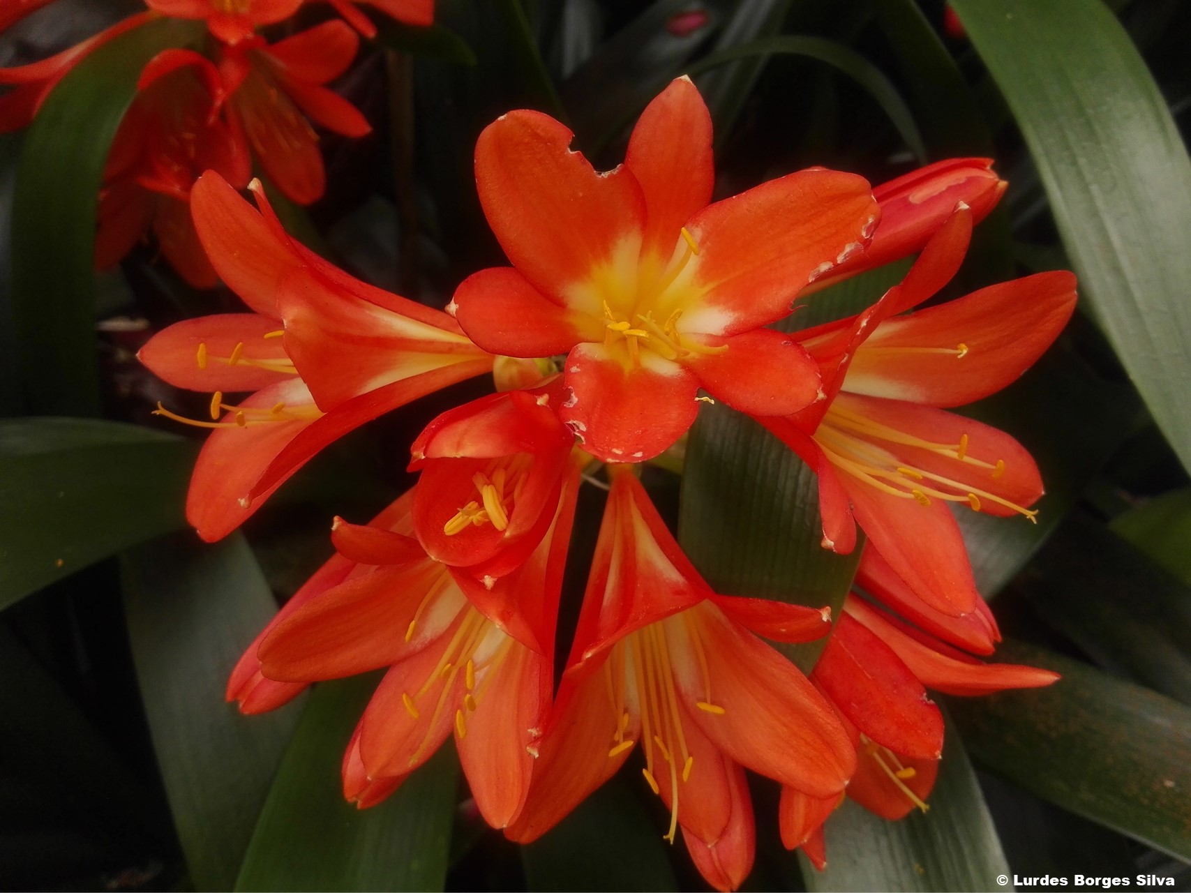 Clivia miniata (Lindl.) Verschaff. | Azorean Biodiversity Portal