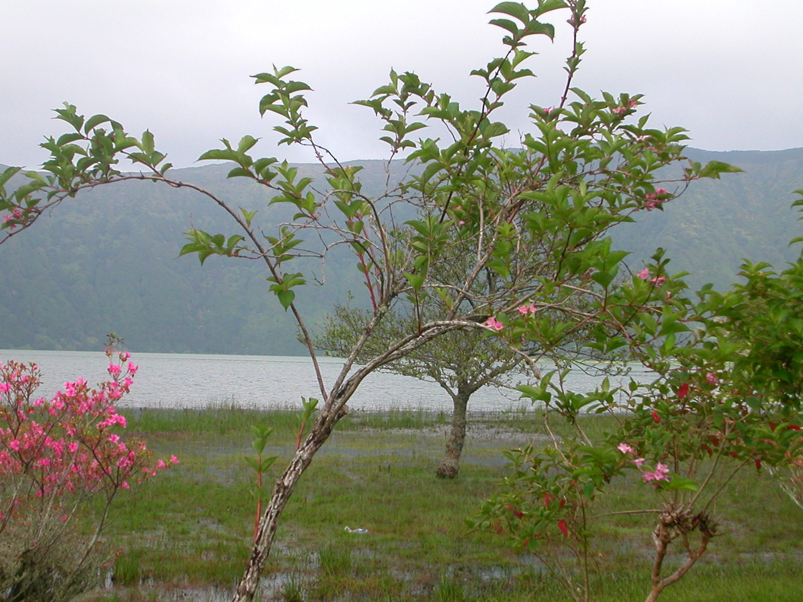 Abelia ×grandiflora (Rovelli ex André) Rehder | Azorean Biodiversity Portal