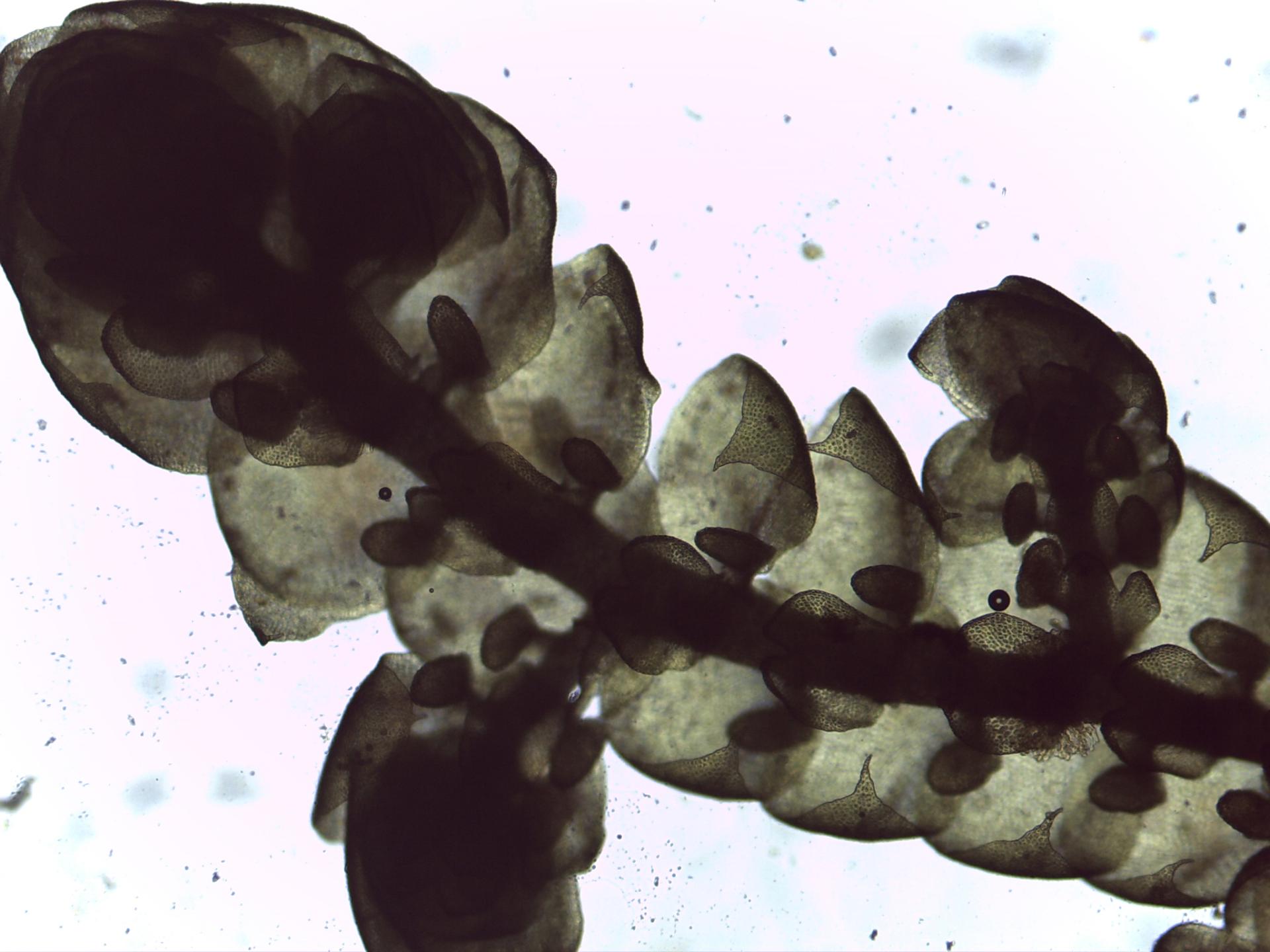 Frullania acicularis Hentschel & von Konrat | Azorean Biodiversity Portal