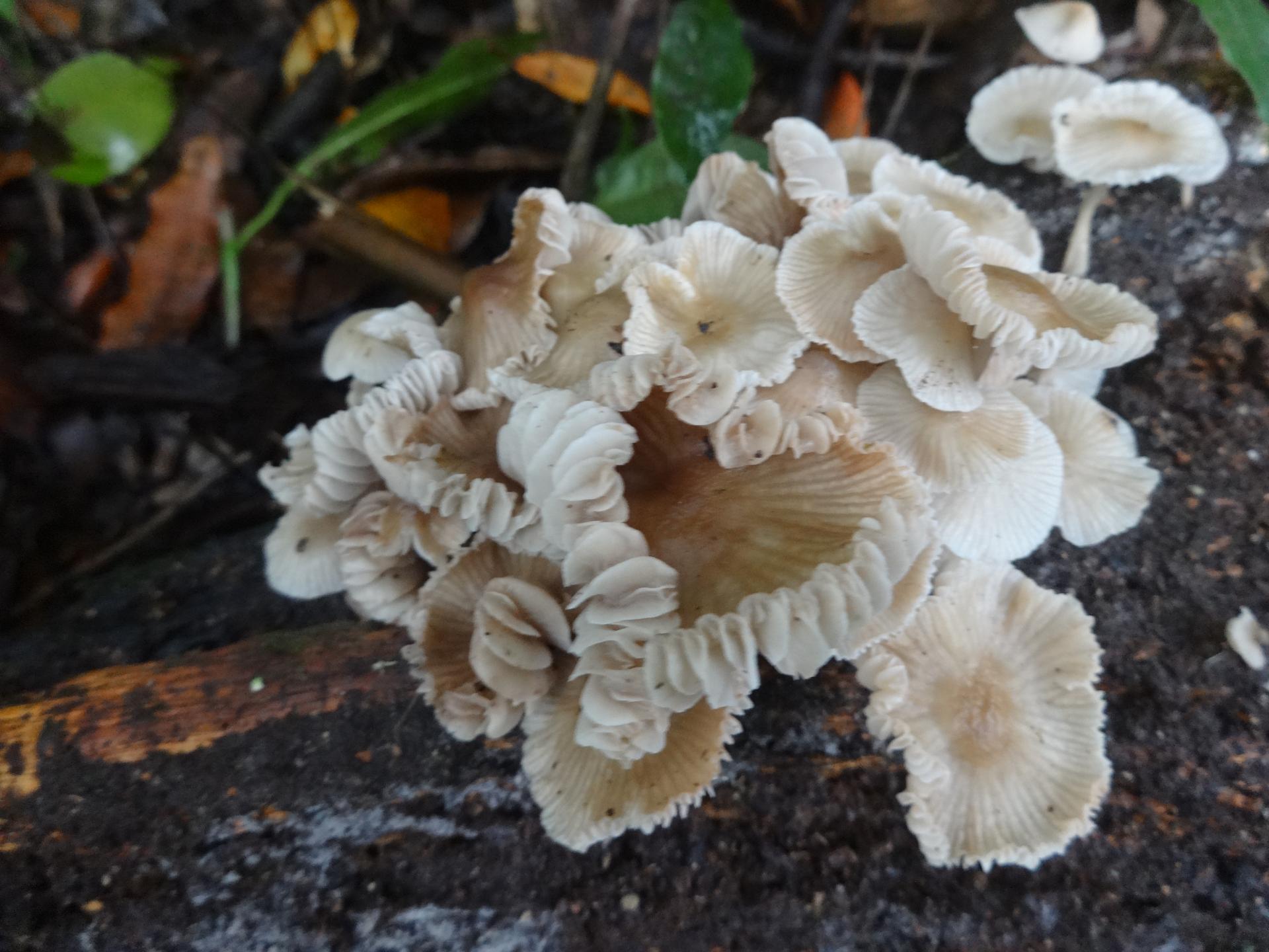 Mycena galericulata (Scop.) Gray | Azorean Biodiversity Portal