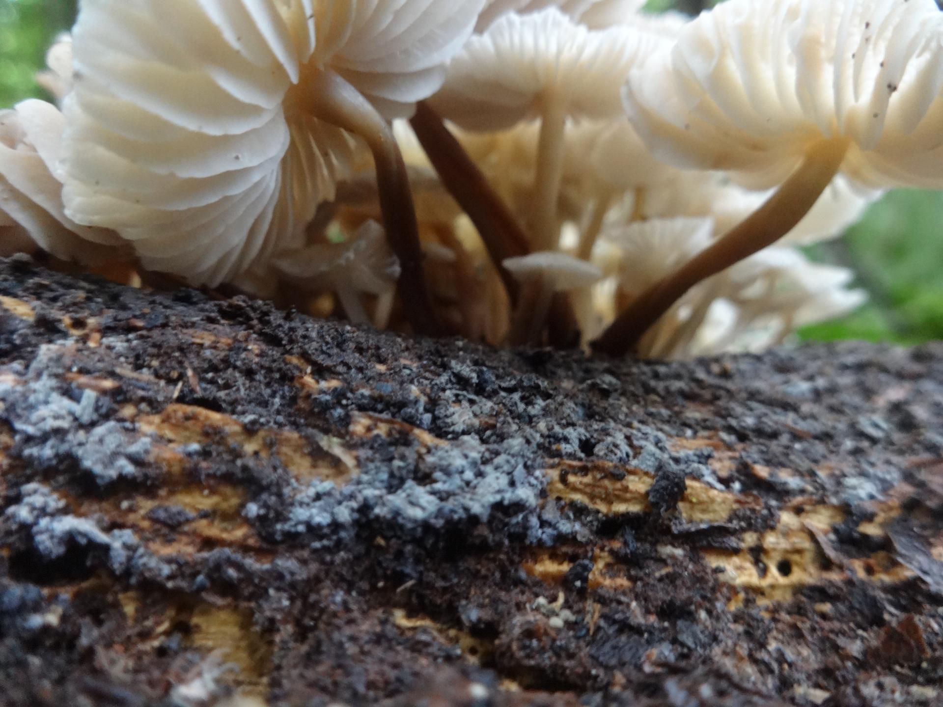 Mycena galericulata (Scop.) Gray | Azorean Biodiversity Portal