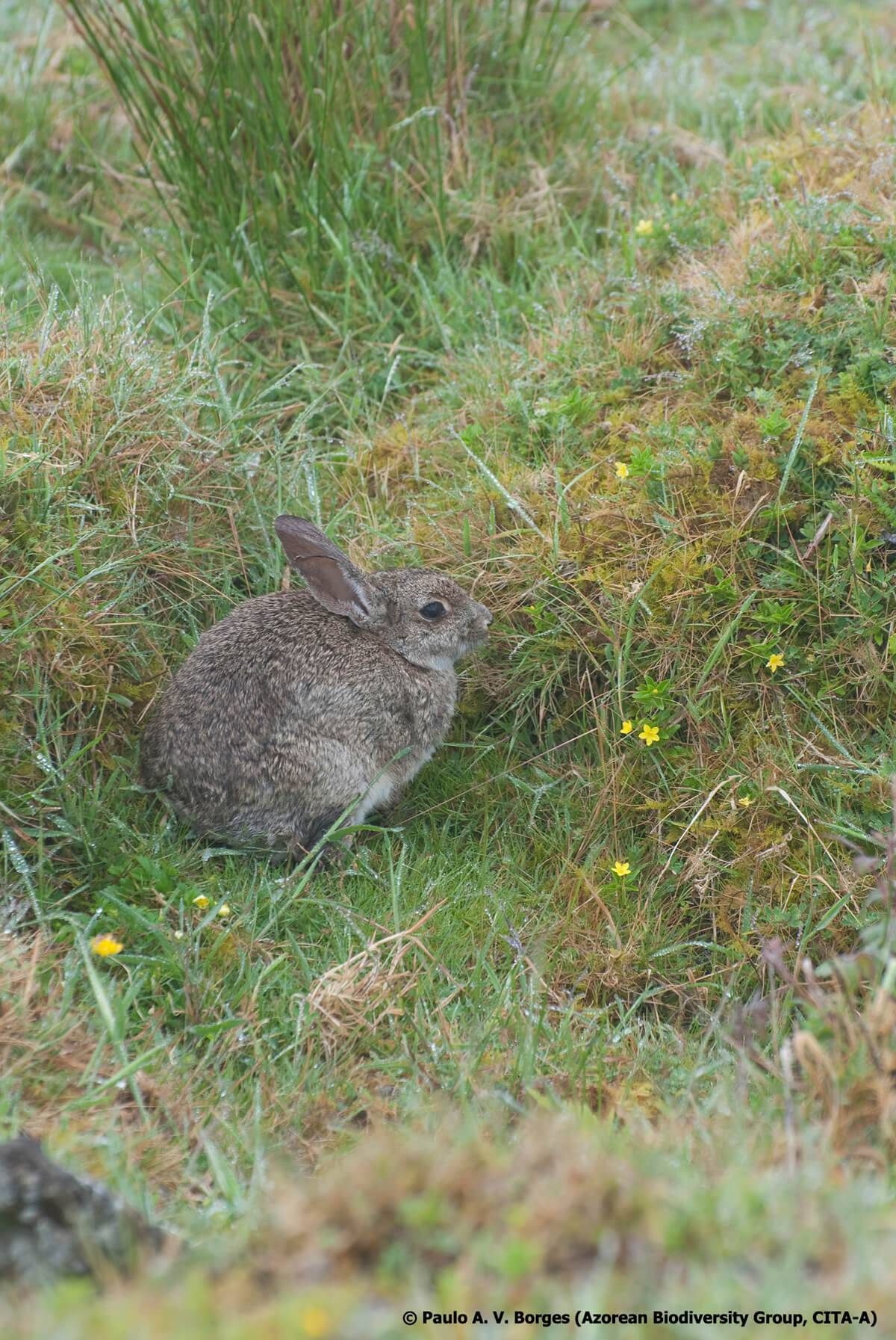 Oryctolagus cuniculus (Linnaeus, 1758) | Azorean Biodiversity Portal