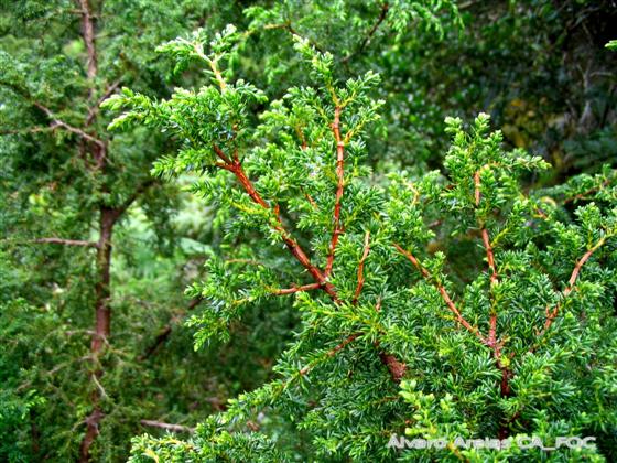 Juniperus brevifolia (Hochst. ex Seub.) Antoine subsp. brevifolia ...