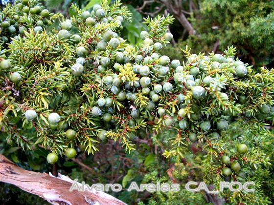 Juniperus brevifolia (Hochst. ex Seub.) Antoine subsp. brevifolia ...