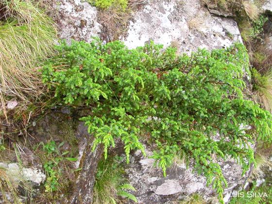 Juniperus brevifolia (Hochst. ex Seub.) Antoine subsp. brevifolia ...