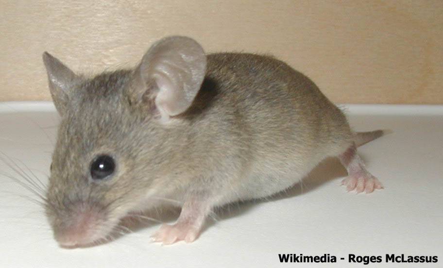 Mus musculus Linnaeus, 1758 | Azorean Biodiversity Portal