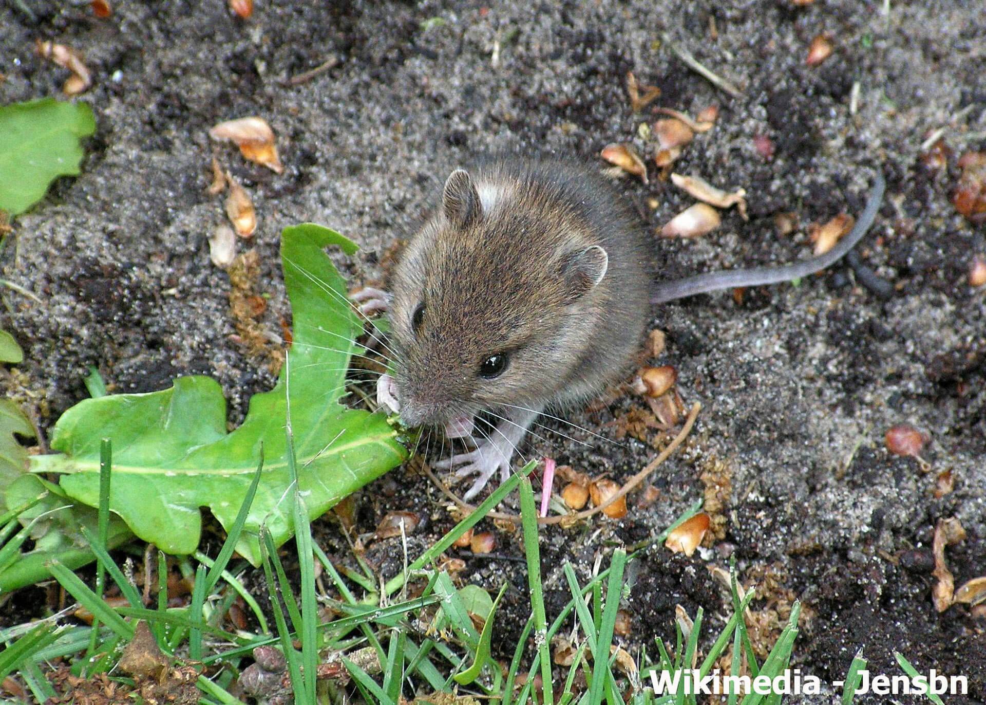 Mus musculus Linnaeus, 1758 | Azorean Biodiversity Portal