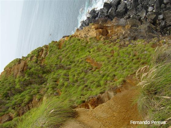 Festuca petraea Guthnick ex Seub. | Azorean Biodiversity Portal