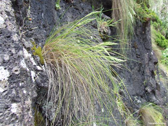 Festuca petraea Guthnick ex Seub. | Azorean Biodiversity Portal