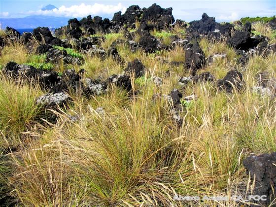 Festuca petraea Guthnick ex Seub. | Azorean Biodiversity Portal