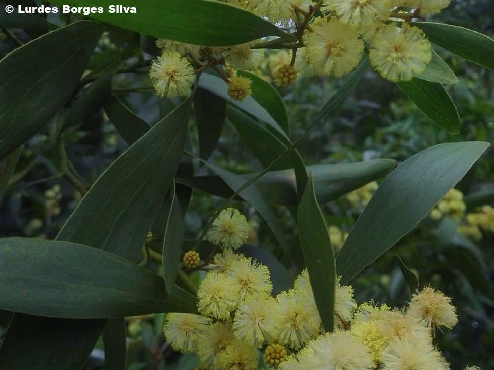 Acacia melanoxylon R.Br. | Azorean Biodiversity Portal