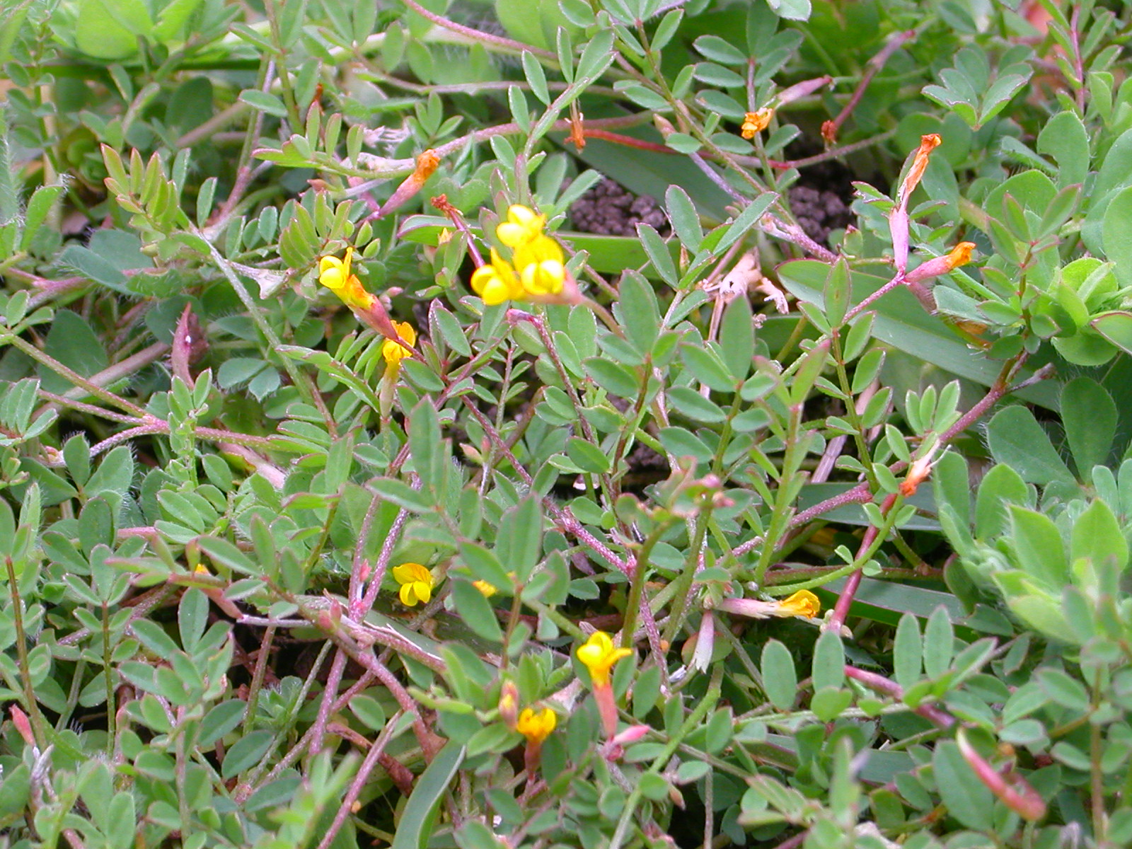 Ornithopus pinnatus (Mill.) Druce | Azorean Biodiversity Portal