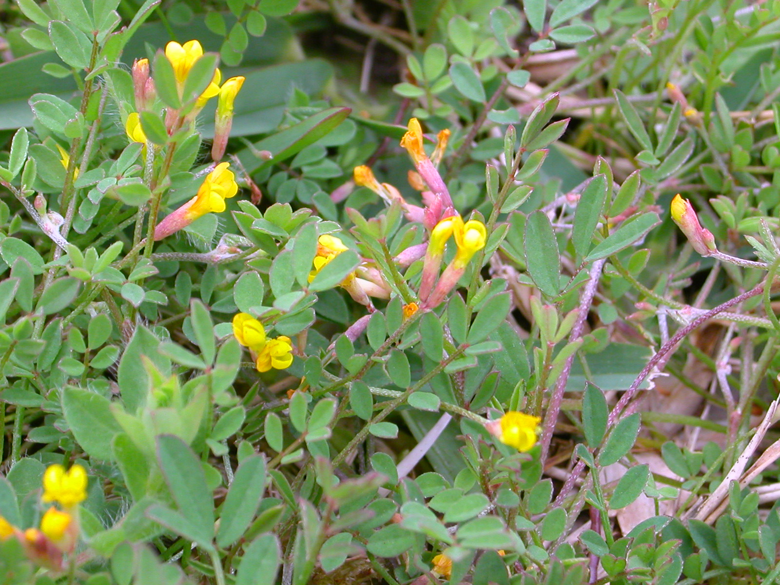 Ornithopus pinnatus (Mill.) Druce | Azorean Biodiversity Portal