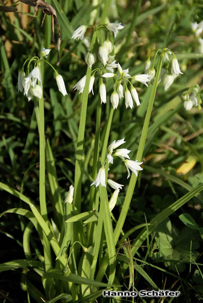 Allium triquetrum L. | Azorean Biodiversity Portal