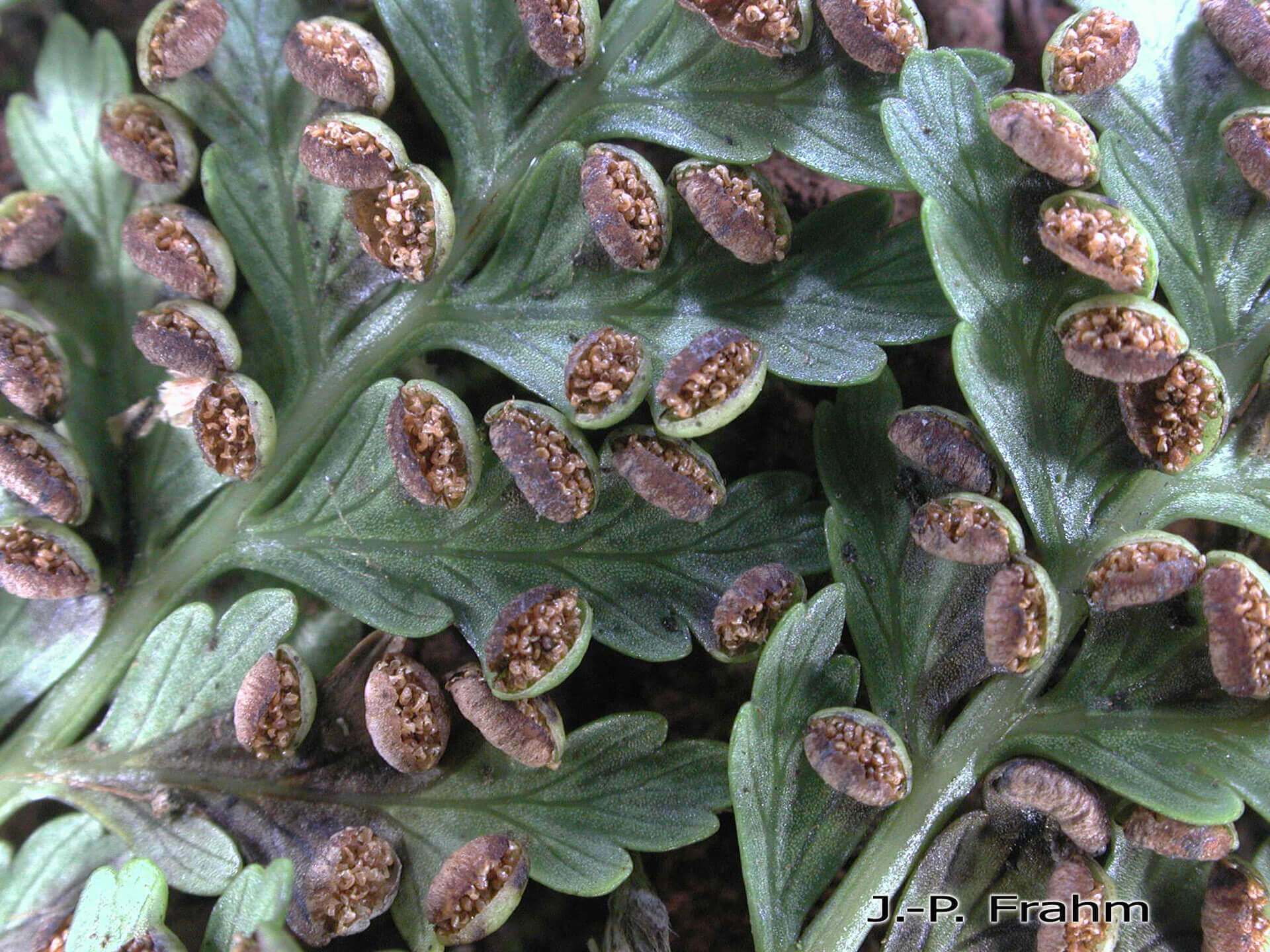 Culcita macrocarpa C.Presl | Portal da Biodiversidade dos Açores