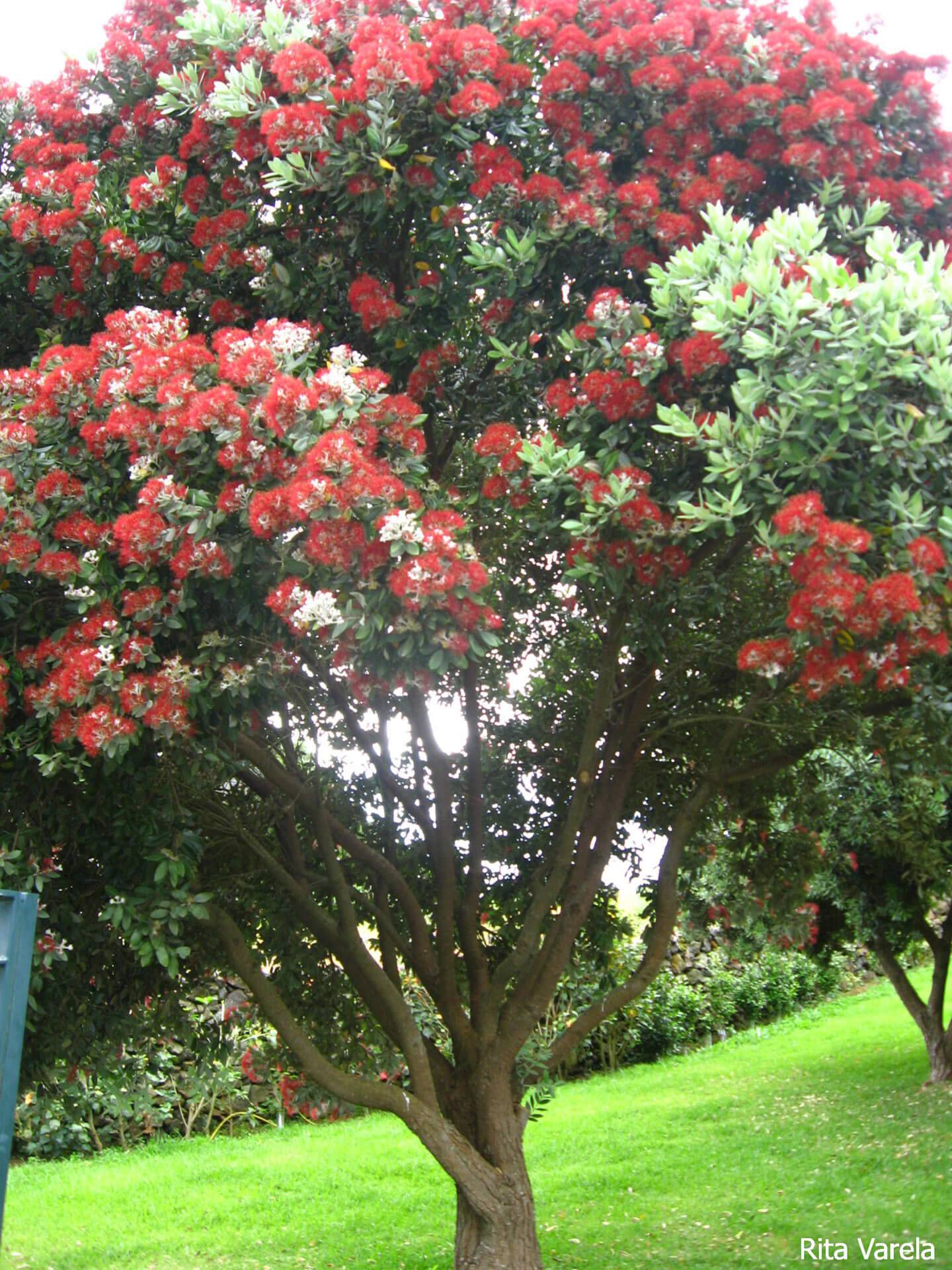 Metrosideros excelsa Gaertn. | Portal da Biodiversidade dos Açores