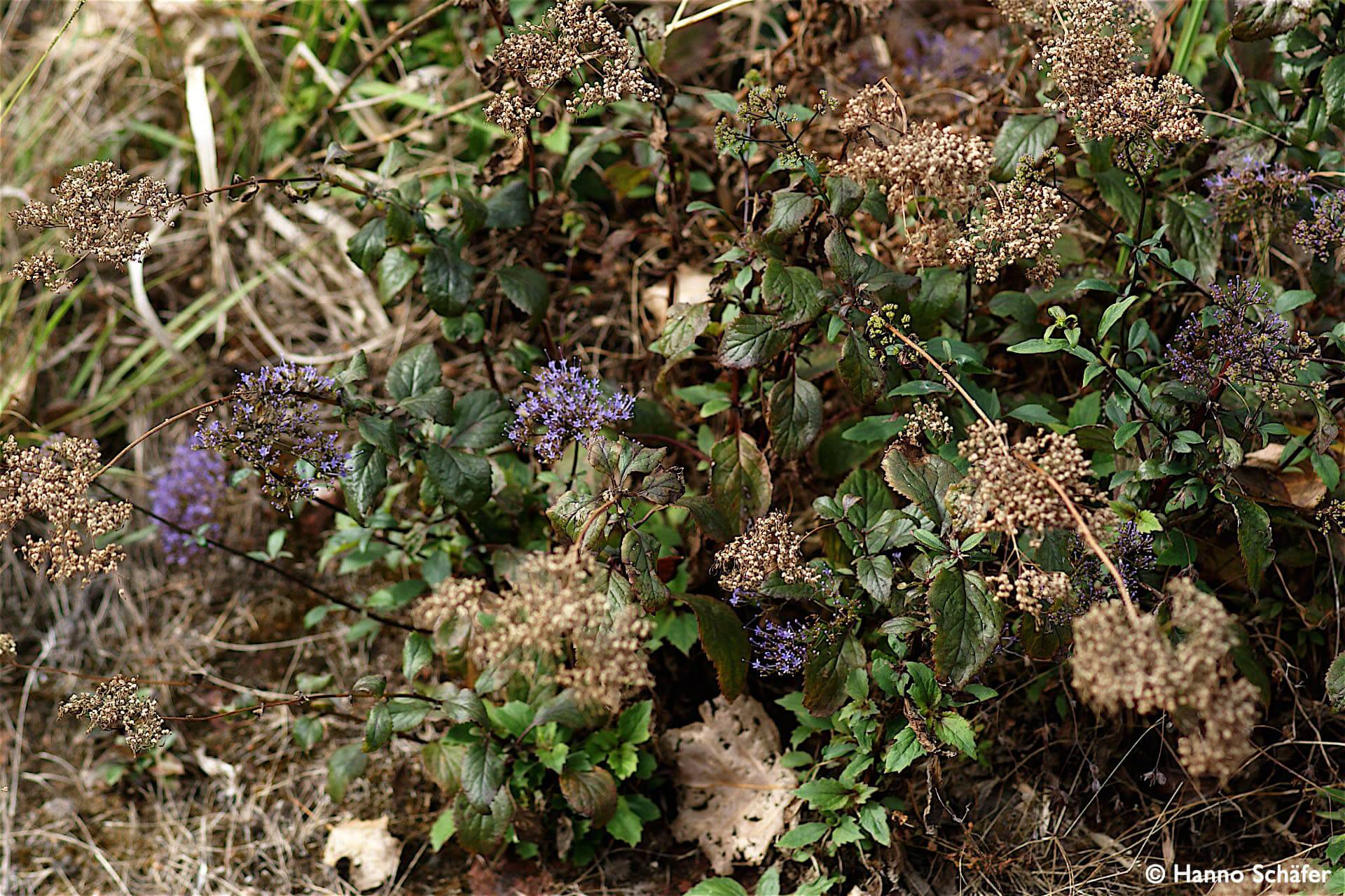 Trachelium caeruleum L. | Azorean Biodiversity Portal