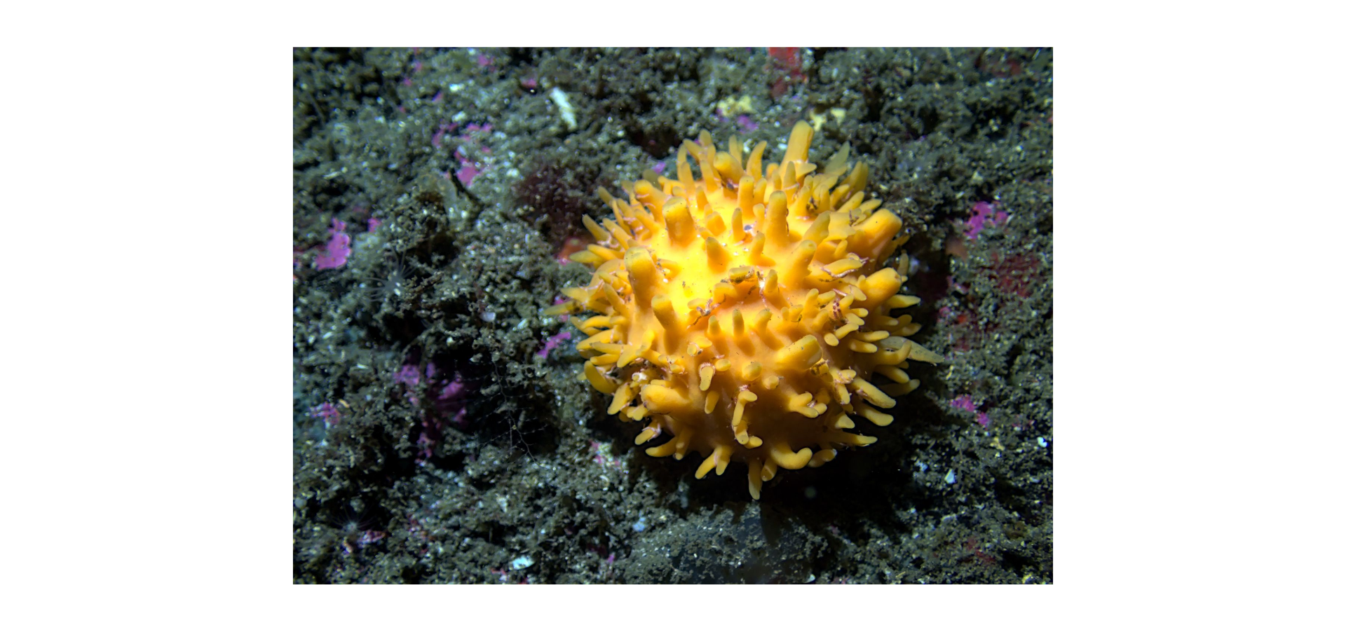 Polymastia boletiformis (Lamarck, 1815) | Azorean Biodiversity Portal