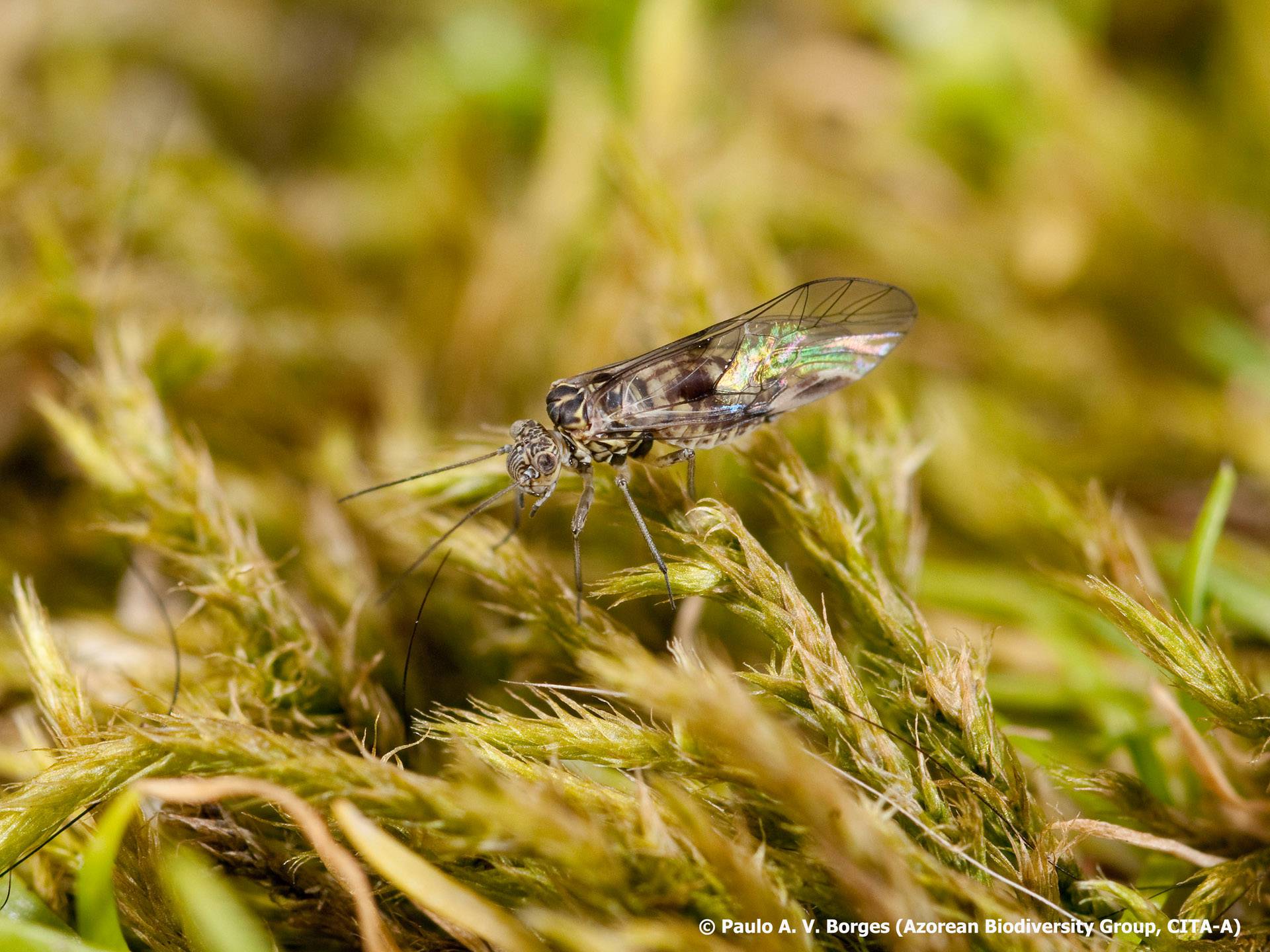 Atlantopsocus adustus (Hagen, 1865) | Portal da Biodiversidade dos Açores