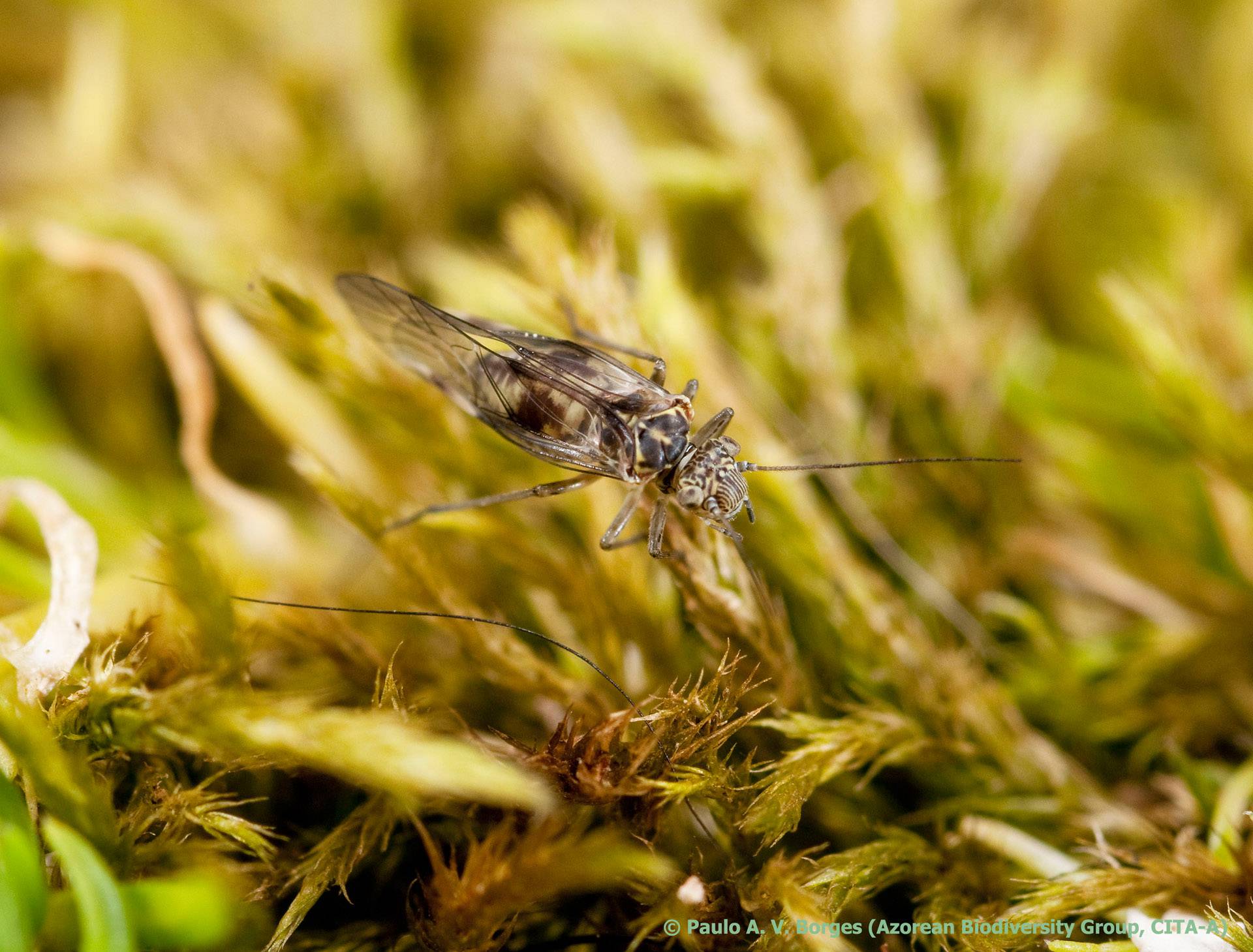 Atlantopsocus adustus (Hagen, 1865) | Azorean Biodiversity Portal