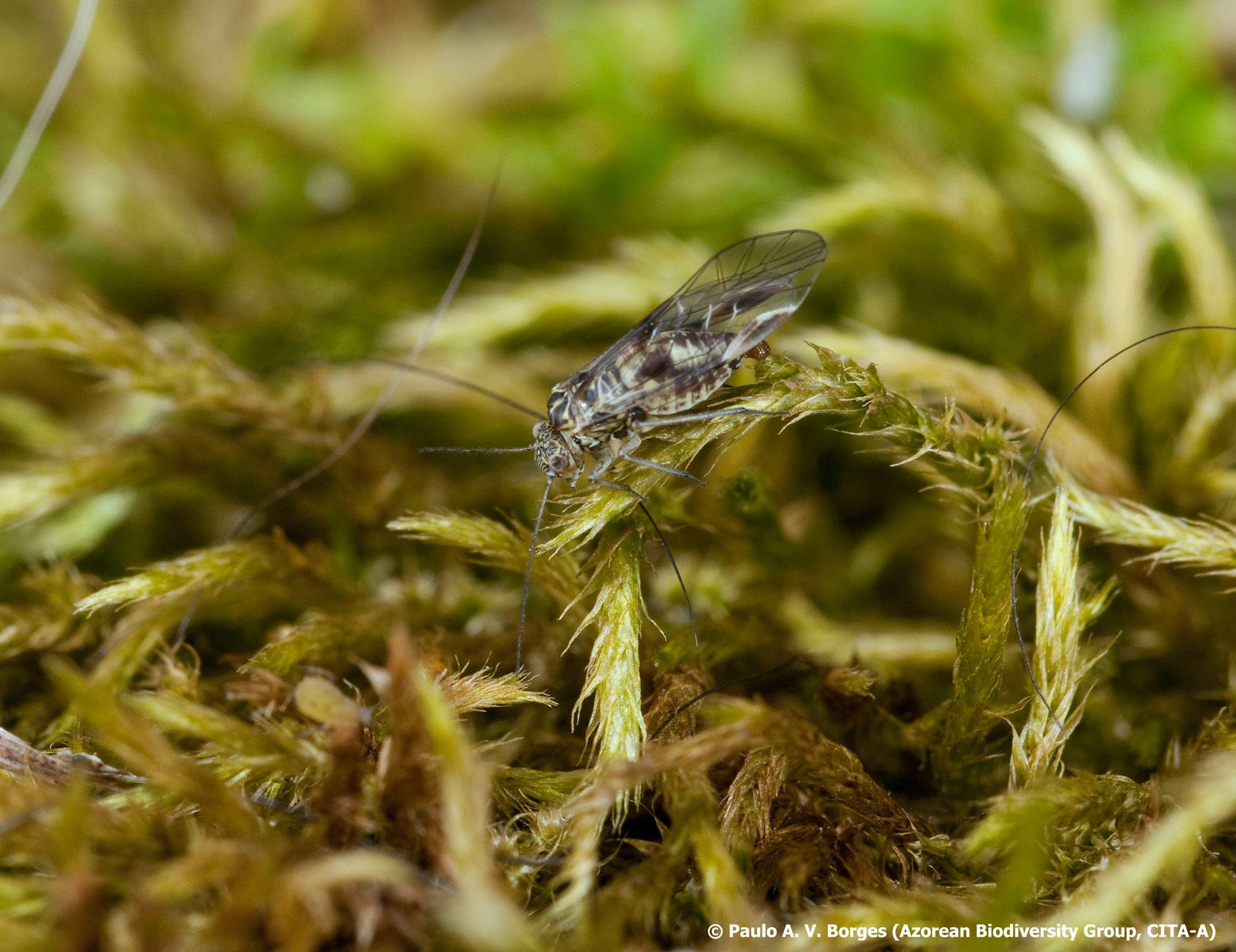Atlantopsocus adustus (Hagen, 1865) | Azorean Biodiversity Portal