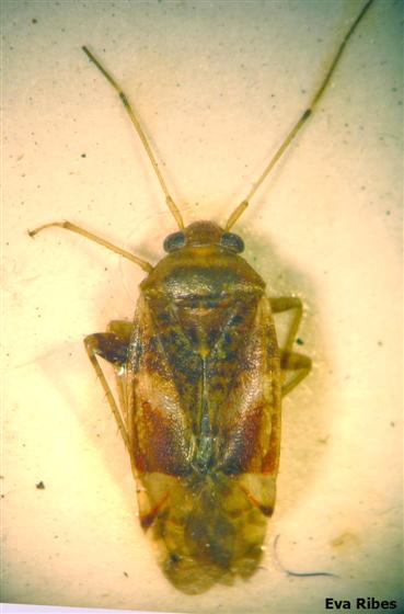 Portal da Biodiversidade dos Açores | Azorean Biodiversity Portal