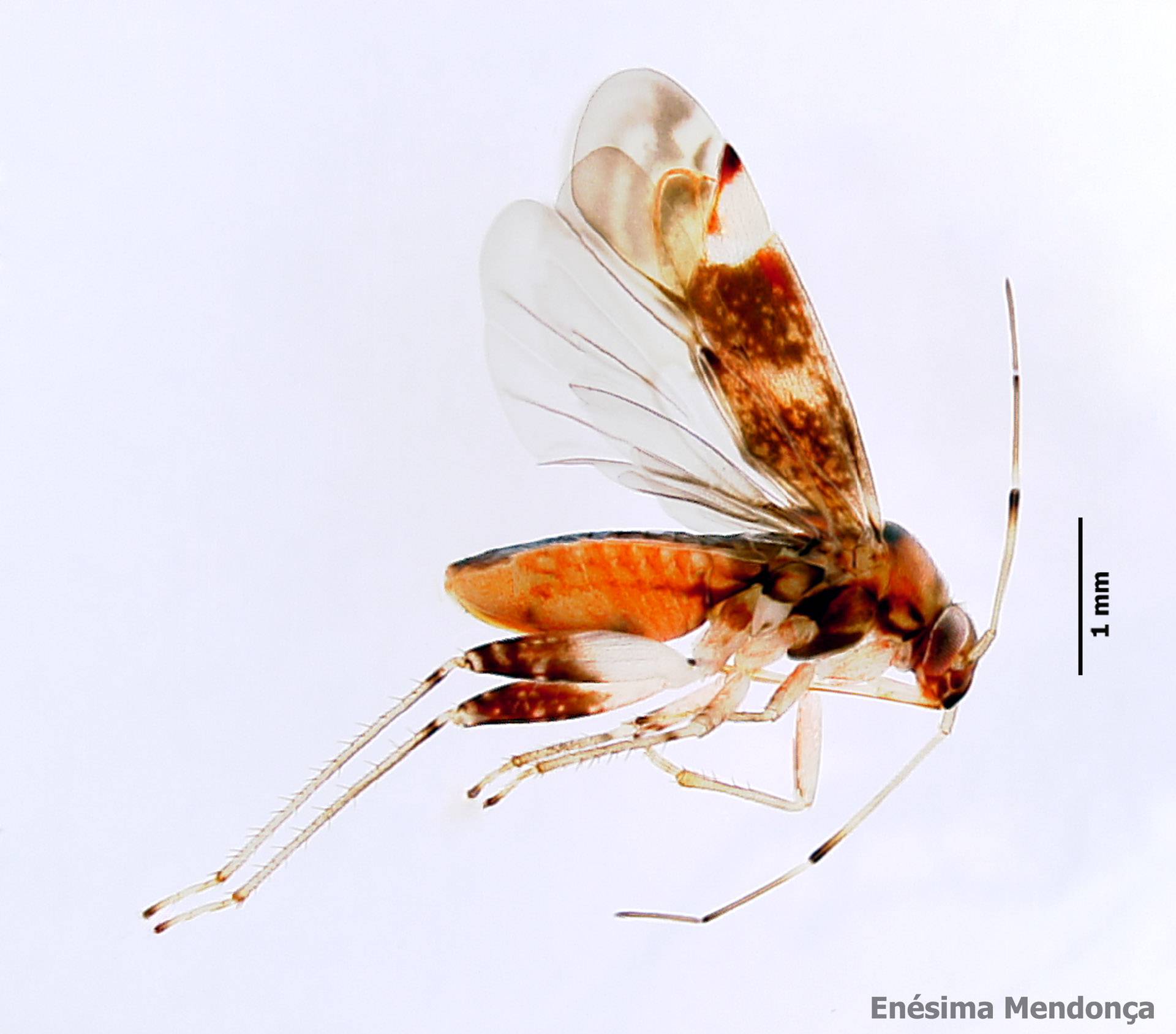 Pinalitus oromii J. Ribes, 1992 | Azorean Biodiversity Portal