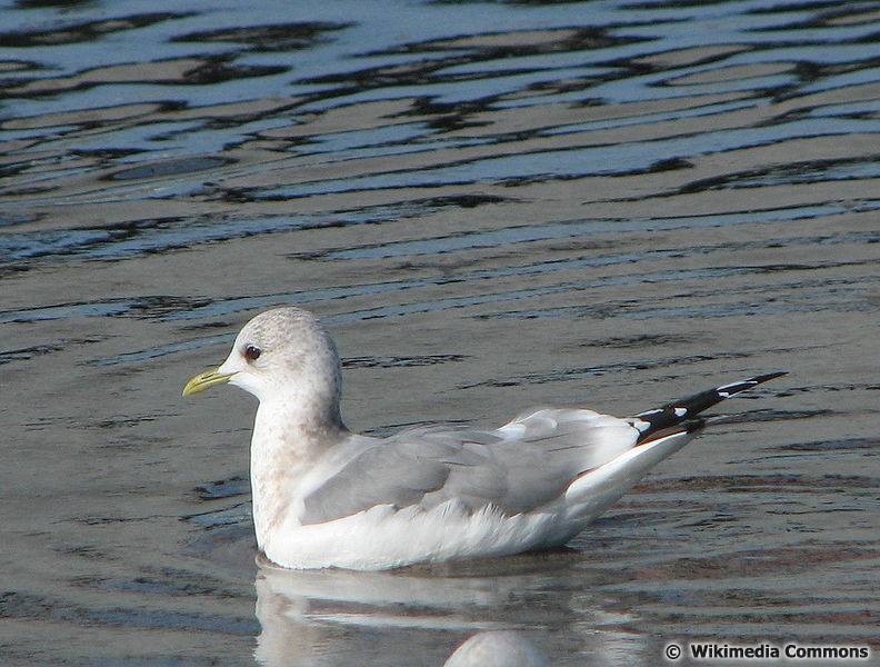 Larus canus Linnaeus, 1758 | Azorean Biodiversity Portal