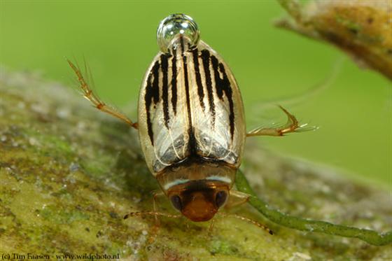 Hygrotus confluens (Fabricius, 1787) | Azorean Biodiversity Portal