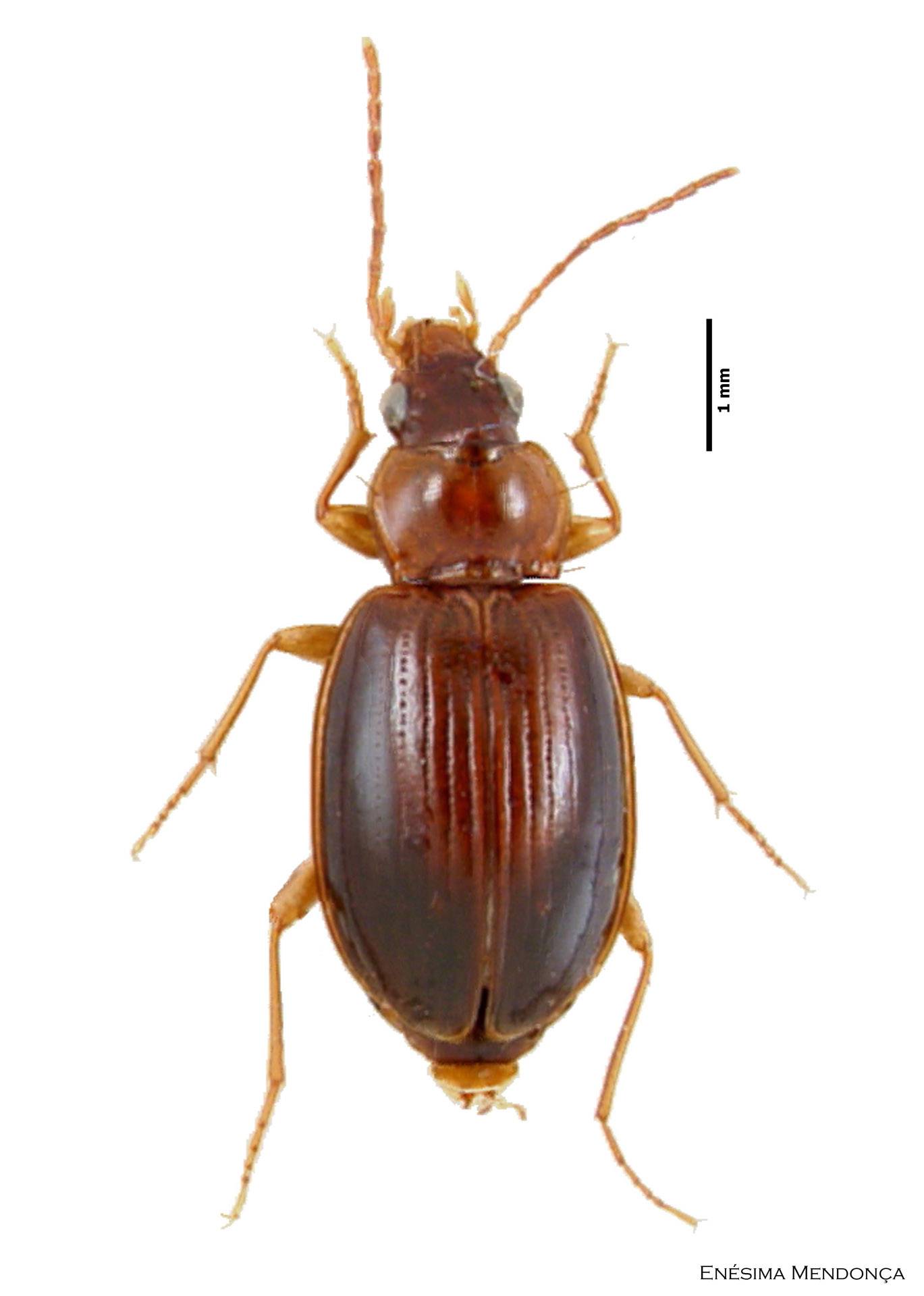 Ocys harpaloides (Audinet-Serville, 1821) | Azorean Biodiversity Portal