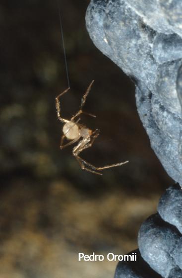 Rugathodes pico (Merrett & Ashmole, 1989) | Azorean Biodiversity Portal