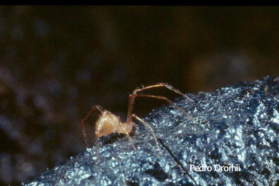 Rugathodes pico (Merrett & Ashmole, 1989) | Azorean Biodiversity Portal