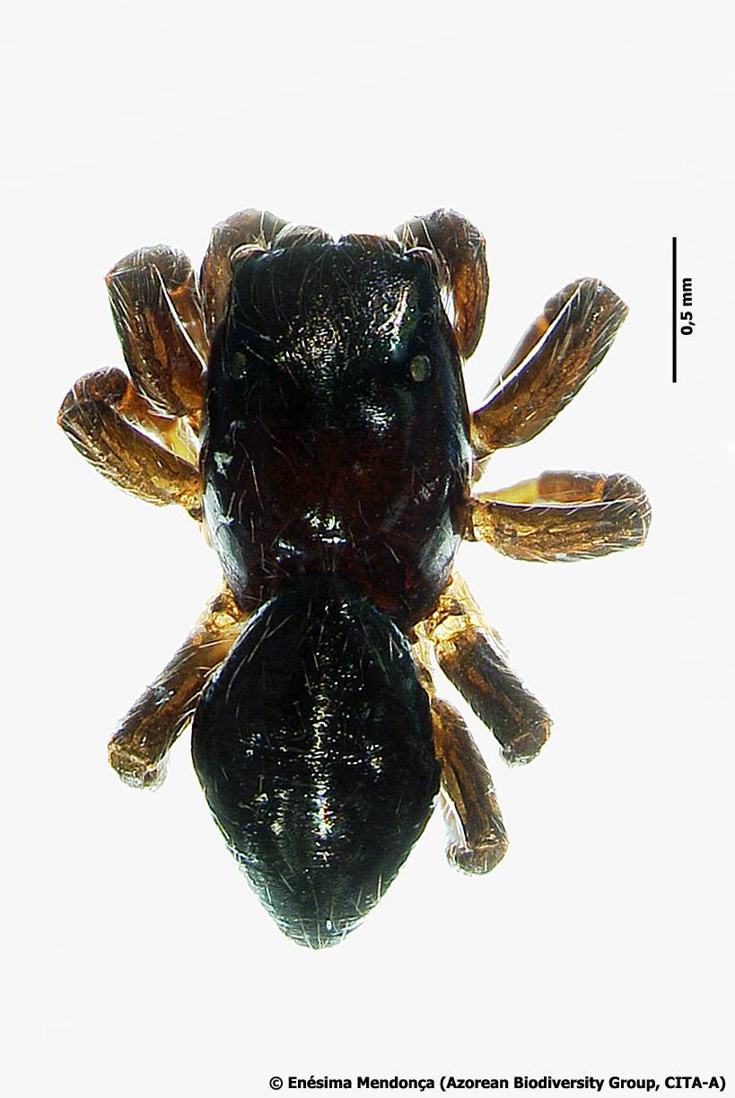 Chalcoscirtus infimus (Simon, 1868) | Azorean Biodiversity Portal