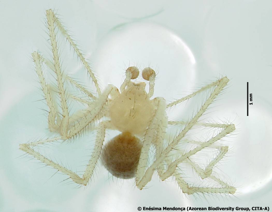 Eidmannella pallida (Emerton, 1875) | Azorean Biodiversity Portal