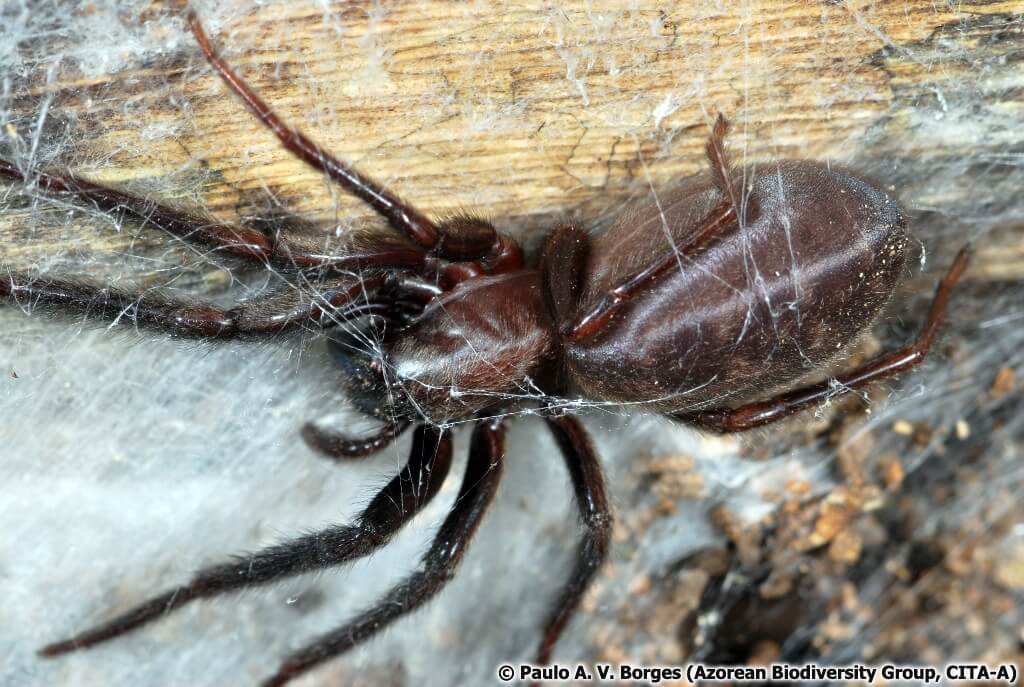 Segestria florentina (Rossi, 1790) | Azorean Biodiversity Portal
