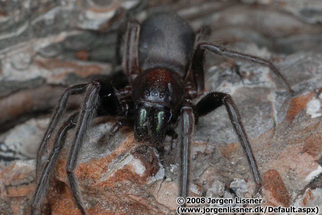 Segestria florentina (Rossi, 1790) | Azorean Biodiversity Portal