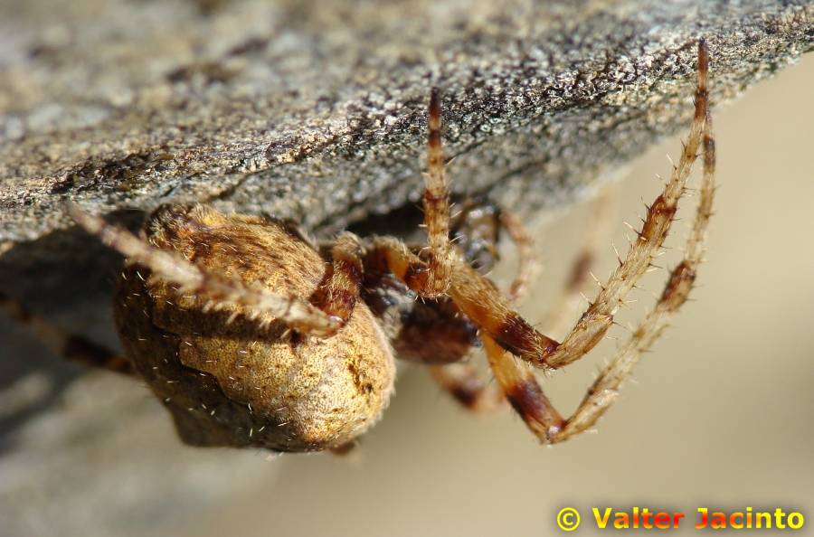 Araneus angulatus Clerck, 1757 | Azorean Biodiversity Portal