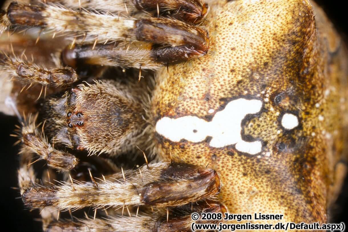 Araneus angulatus Clerck, 1757 | Azorean Biodiversity Portal