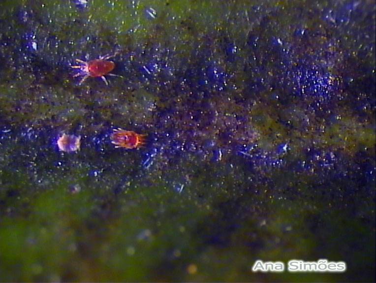 Panonychus citri (McGregor, 1916) | Azorean Biodiversity Portal