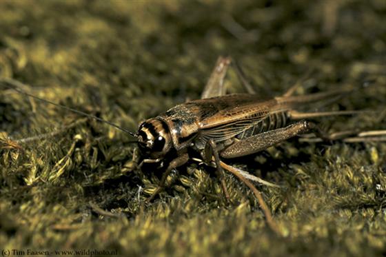 Acheta domesticus (Linnaeus, 1758) | Azorean Biodiversity Portal