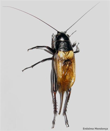 Gryllus bimaculatus De Geer, 1773 | Azorean Biodiversity Portal