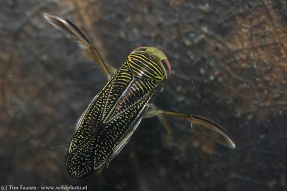 Sigara striata (Linnaeus, 1758) | Azorean Biodiversity Portal